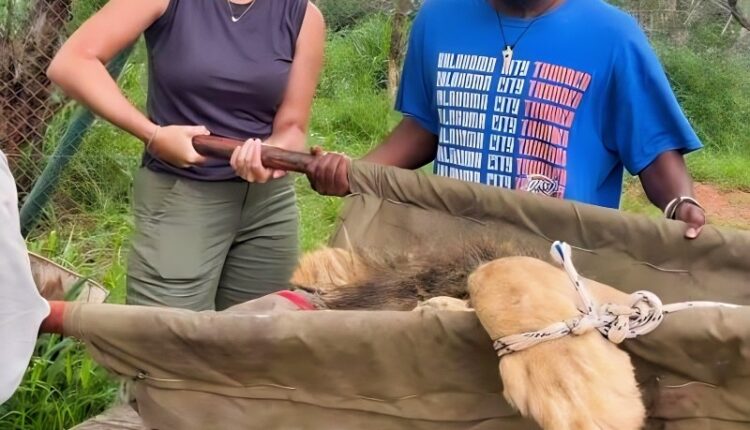 Lion rescue project - Instagram - Soap Opera Spy